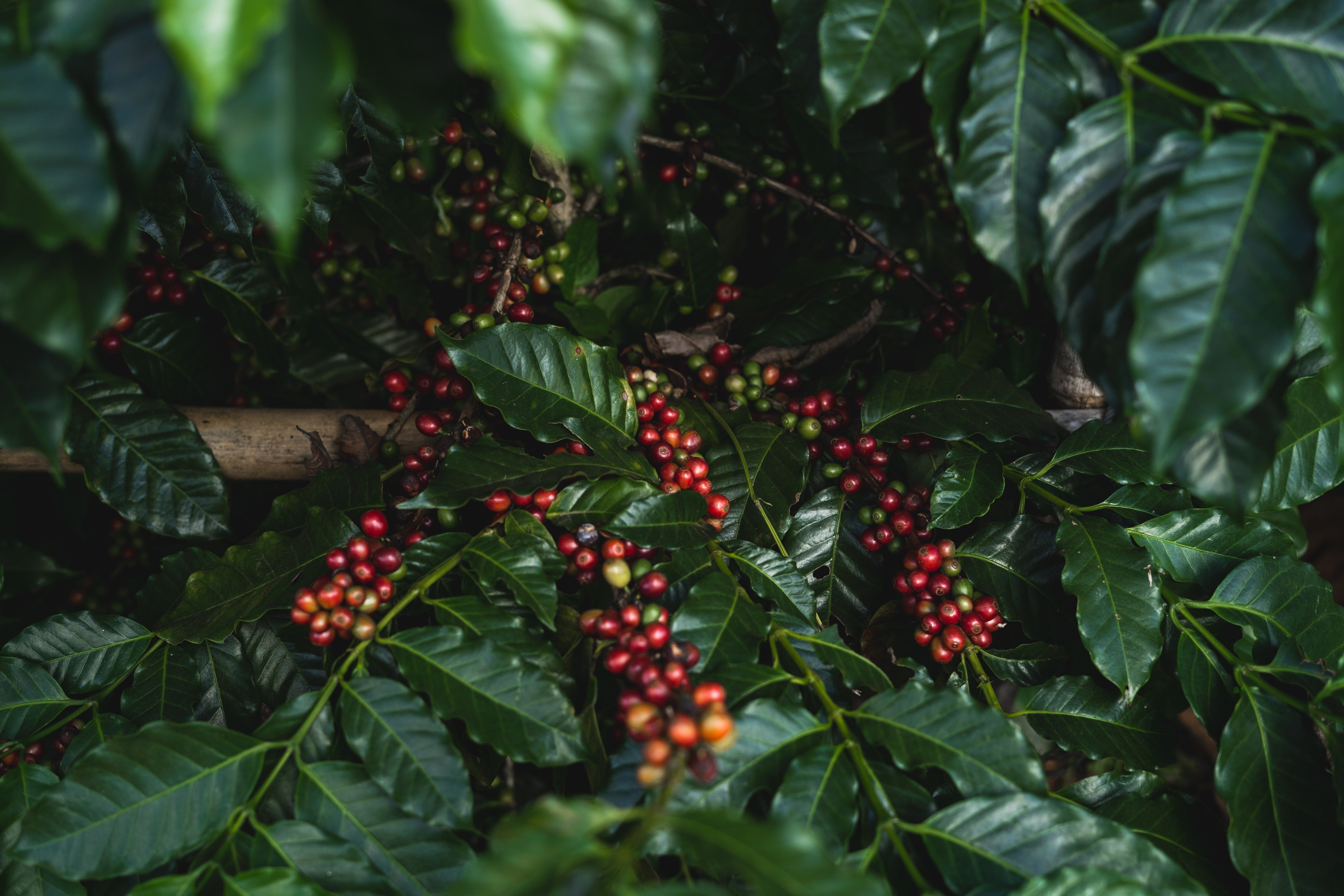Shade-Grown Coffee: Peek into World of Eco-Friendly and Sustainability ...